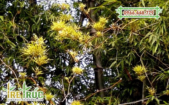 Cây tre | Đặc điểm, phân bố, công dụng và ý nghĩa của cây tre