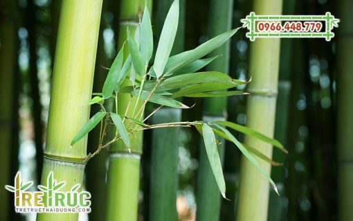 Cây tre | Đặc điểm, phân bố, công dụng và ý nghĩa của cây tre