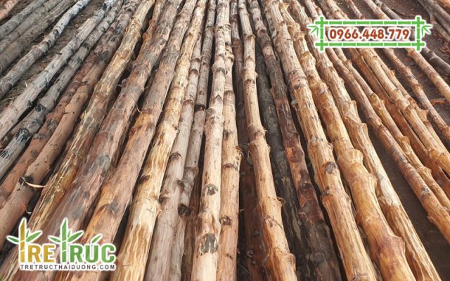 Cây đước là cây gì? Đặc điểm phân bố và ứng dụng của cây đước