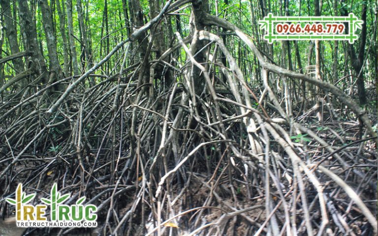 Cây đước là cây gì? Đặc điểm phân bố và ứng dụng của cây đước