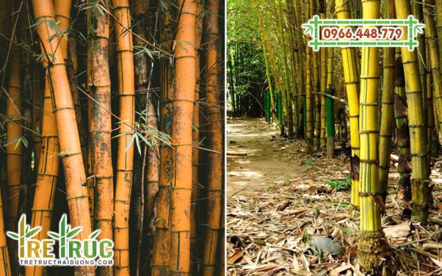 Cây tre ngà (tre vàng sọc): đặc điểm, ý nghĩa phong thủy và cách trồng